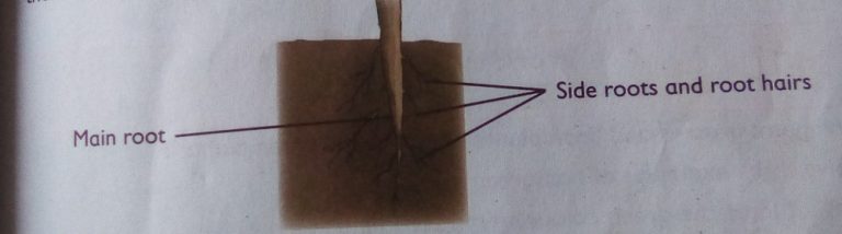 COMPLETE SCIENCE CLASS FIVE NOTES - Teacher.co.ke