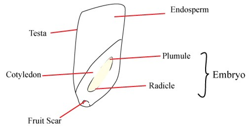 Primary Science Plants Notes Standard 4-8 - Teacher.co.ke