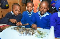 2023 KPSEA PAST PAPERS AND ANSWERS - Teacher.co.ke